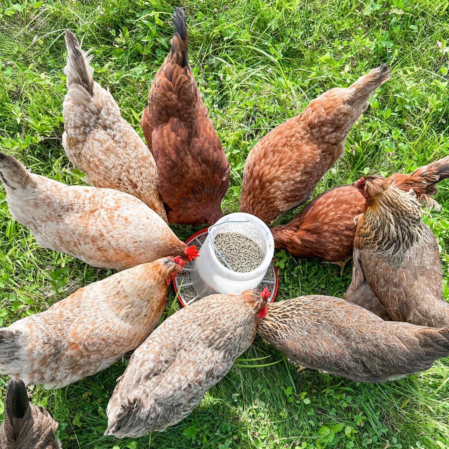 How Much Does it Cost to Feed Chickens? (Plus Ways to Save) - At Home ...