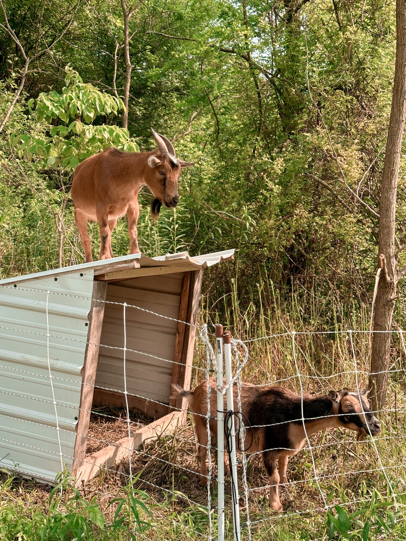The Best Portable Electric Fence for Goats - At Home on the Homestead