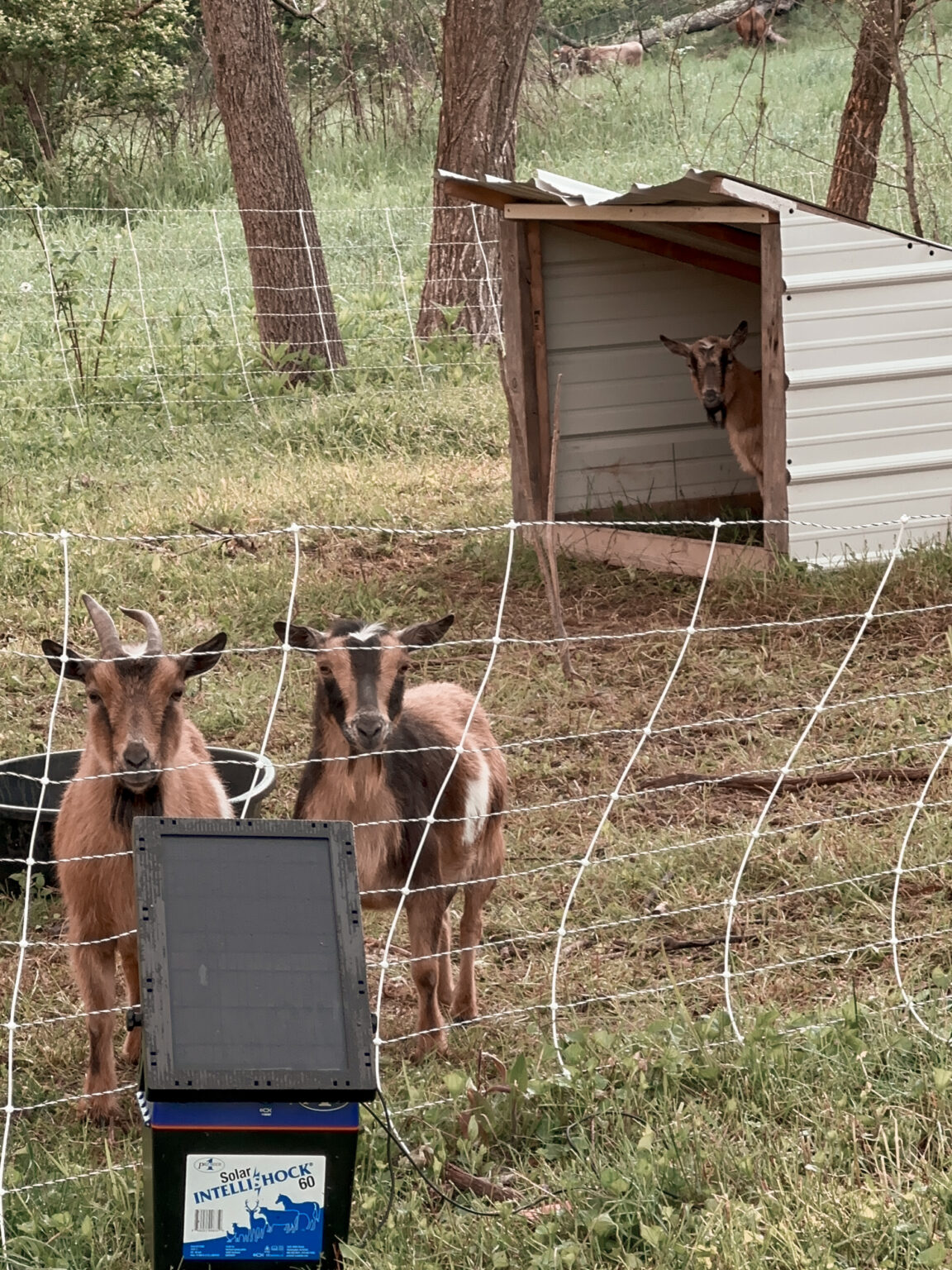 The Best Portable Electric Fence for Goats - At Home on the Homestead