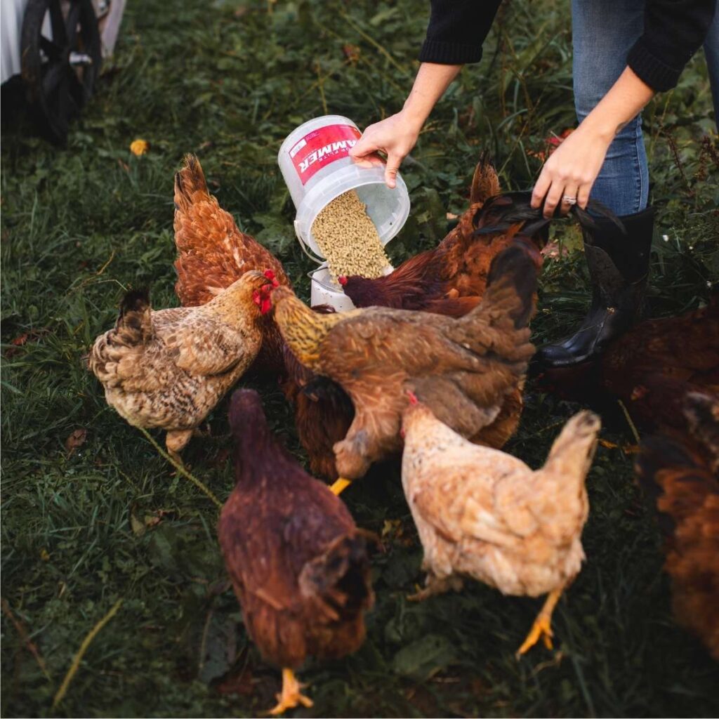 How Much Does it Cost to Feed Chickens? (Plus Ways to Save) - At Home ...