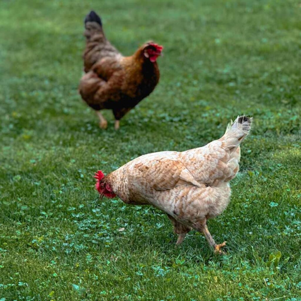 Beginner's Guide to Seed Starting: How to Start Seeds - At Home on the ...