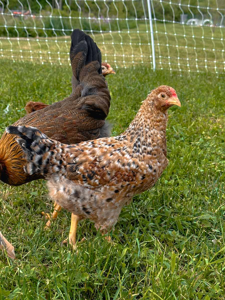 Adding New Chickens to Your Flock - At Home on the Homestead