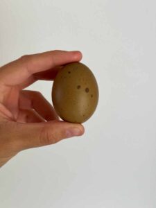 Raising Baby Chicks: Beginners Guide to Chick Care - At Home on the ...