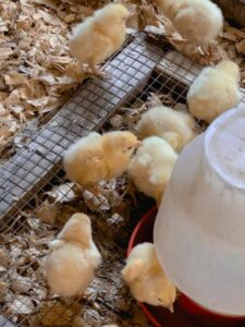 Raising Baby Chicks: Beginners Guide to Chick Care - At Home on the ...