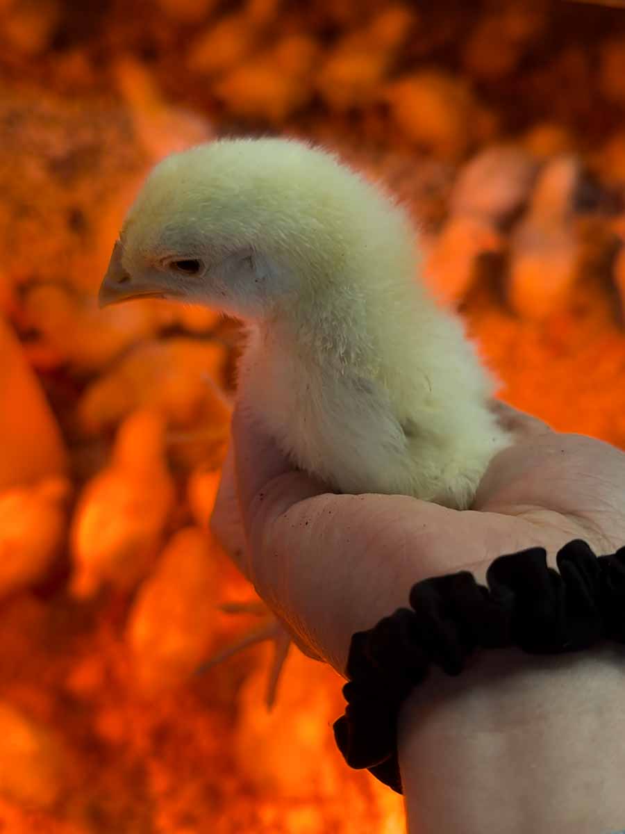 Raising Baby Chicks: Beginners Guide to Chick Care - At Home on the ...