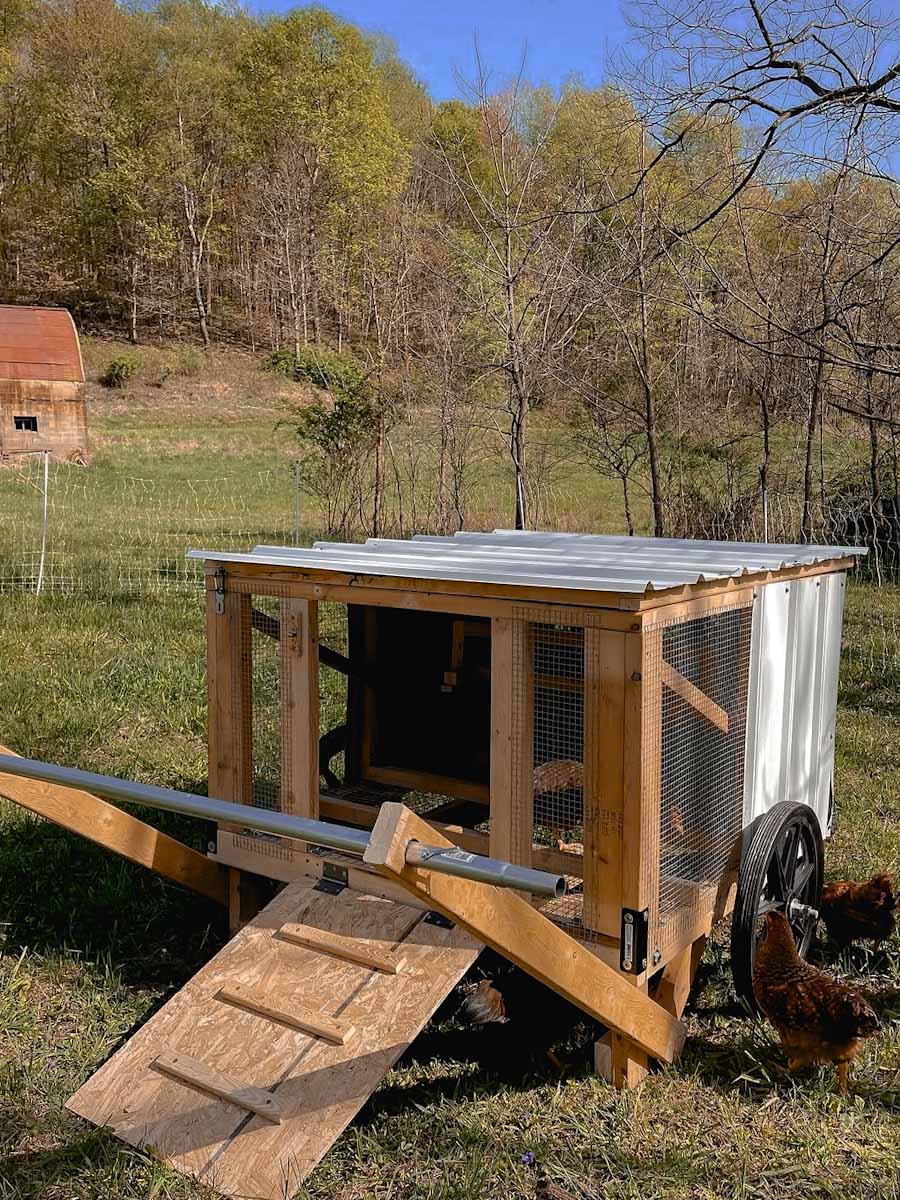 Raising Chickens on Pasture for the BEST Eggs and Meat - At Home on the ...