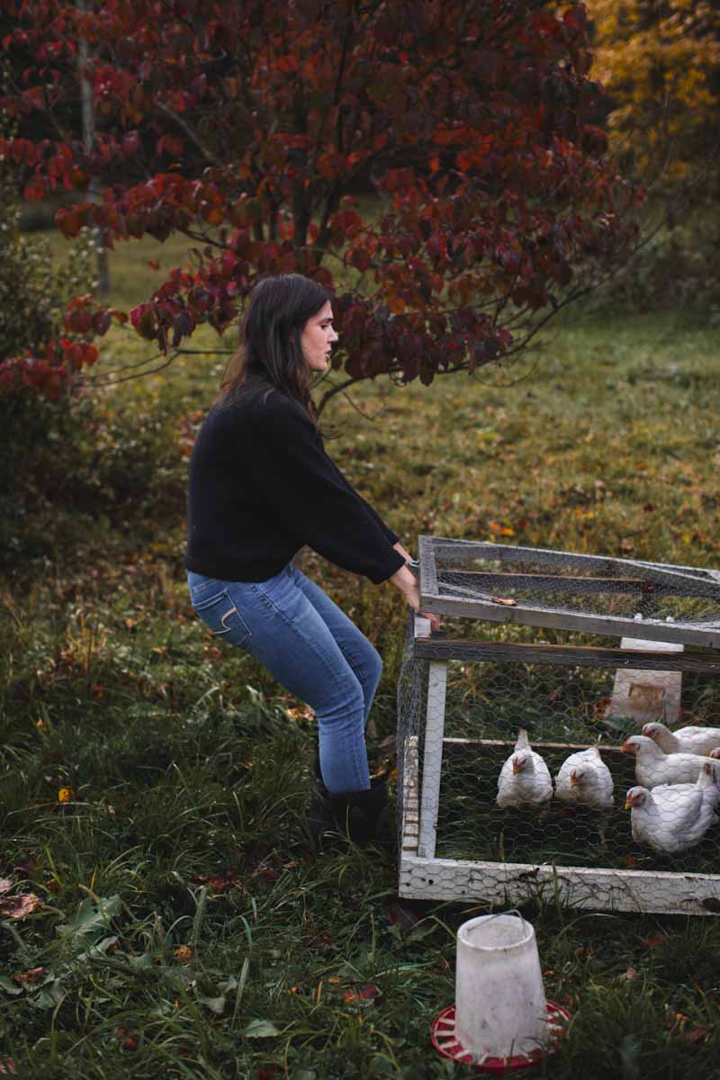 How to Raise a Year's Worth of Meat Chickens - At Home on the Homestead
